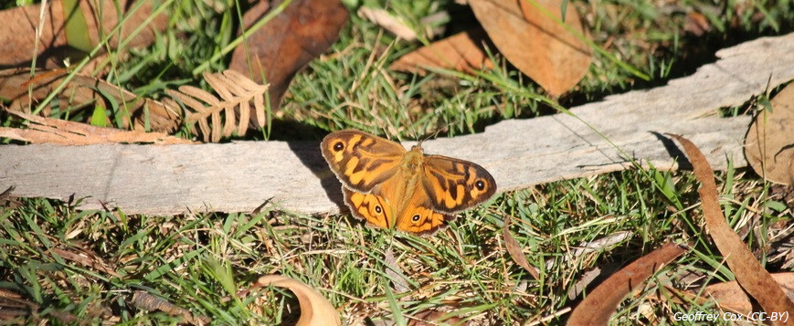 Butterfly Garden | Epistemic Curiosity
