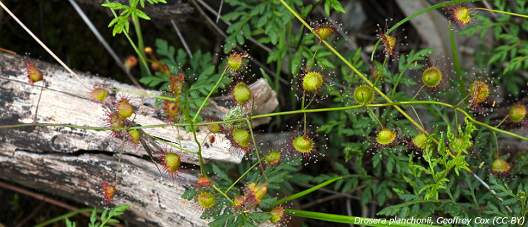 Carnivorous Plants of SA: Drosera – Photographing & Identifying ...