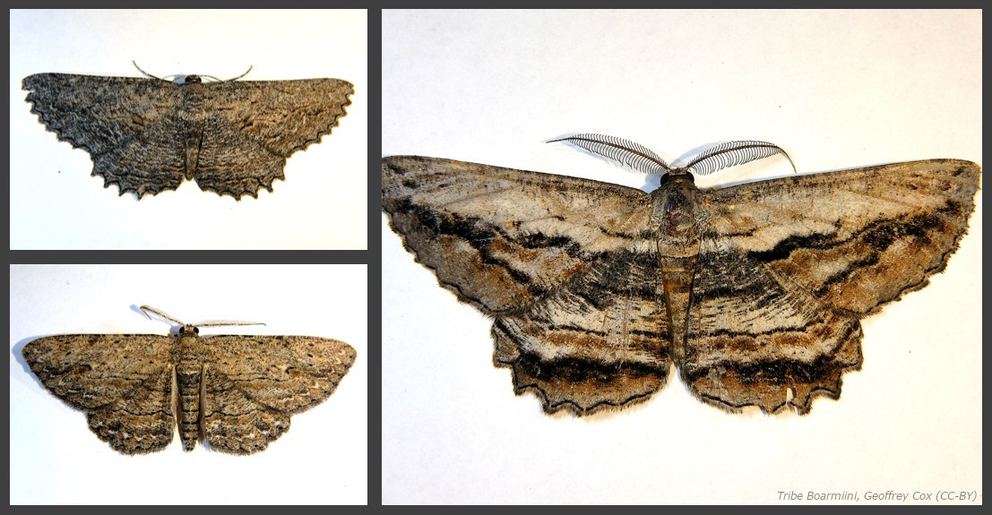 GSB Moth Night 2022 | Epistemic Curiosity