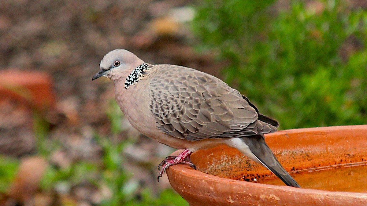 Profile: Streptopelia chinensis | Epistemic Curiosity